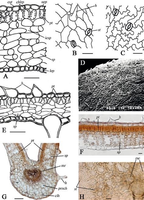 Brachybotrys Paridiformis Cotyledon A Cross Section Of Leaf Blade