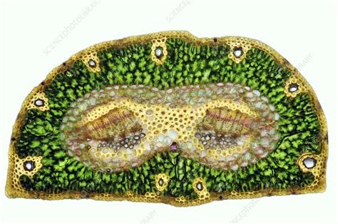 Pine Needle Light Micrograph Stock Image C0292994 Science Photo