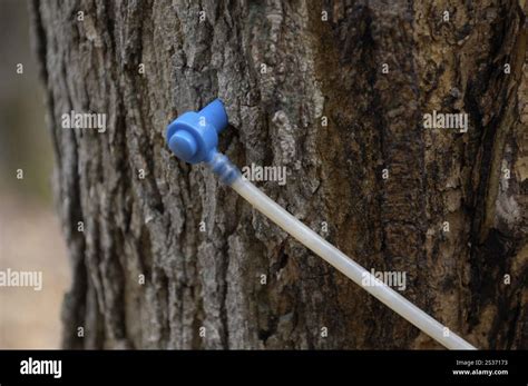 Modern Plastic Tap In A Sugar Maple Collecting Maple Sap To Make Maple Syrup Ontario Canada