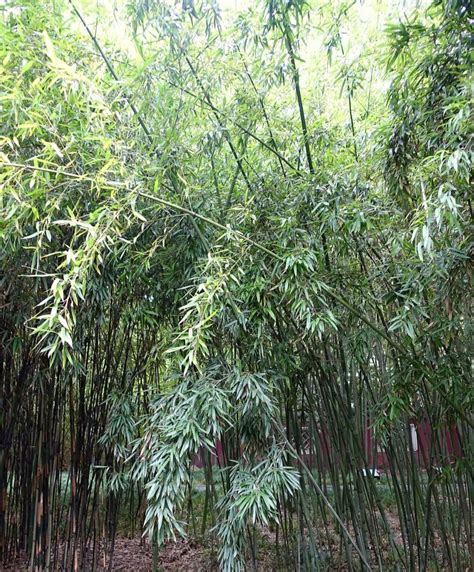 Bamboo Red Margin Phyllostachys Rubromarginata Bare Root Rhizome