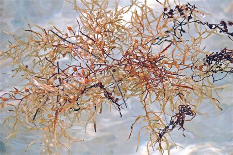The Drifting Ecosystem Sargassum
