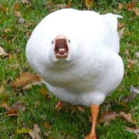Hilarious White Bird