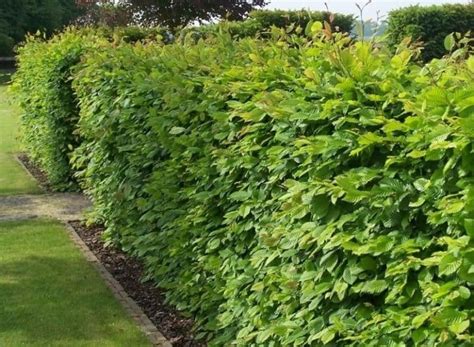 Buy Hornbeam Hedging ‘carpinus Betulus European Hornbeam Hedge