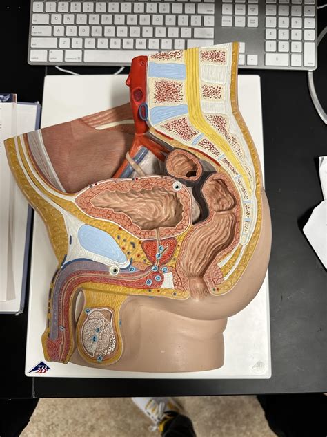 Lab Prac 2 Male Reproductive Model 1 Diagram Quizlet