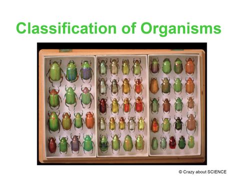 Classification Of Organisms Taxonomy — 🛍️ The Retail Market