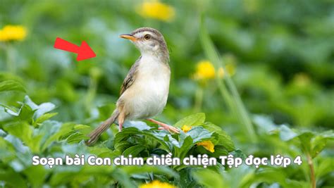 Soạn Bài Con Chim Chiền Chiện Tập đọc Lớp 4