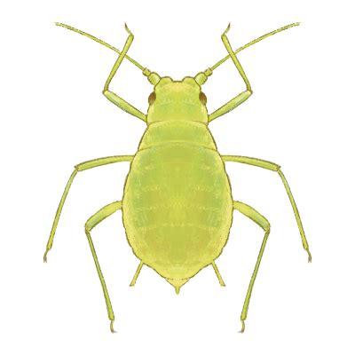Green Peach Aphid Togotv