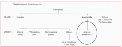 Mites And Lice Flashcards Quizlet