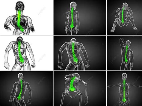 Human Spine 3d Medical Illustration Rendered Medical Thoracic Cervical