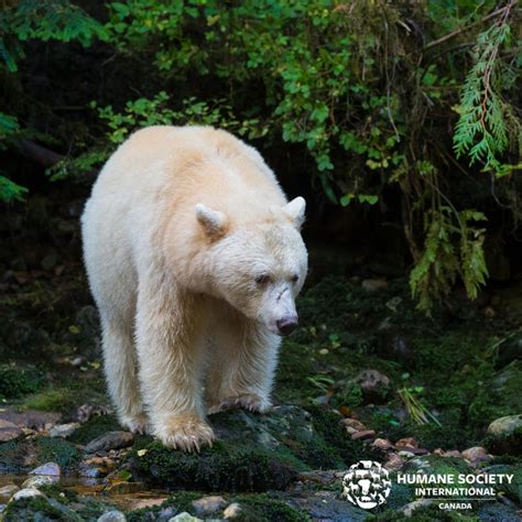 Albino Black Bear