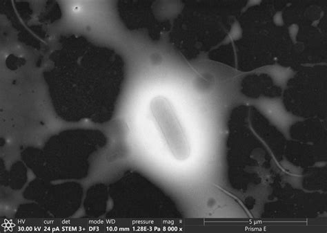 Peribacillus Aracenensis Sp Nov A Plant Growth Promoting Bacteria For Agriculture In Water