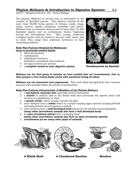Lab 7 Phylum Mollusca And Introduction To