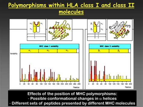 Ppt Structurally Based Hla Matching A Useful Tool To Fill The Gaps In Current Hla Matching