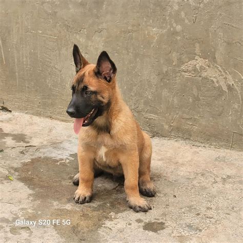 Filhotes Pastor Belga Malinois