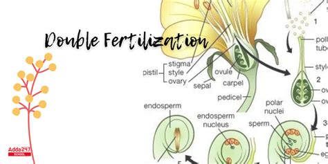 Double Fertilization Definition Process In Plant And Humans Diagram