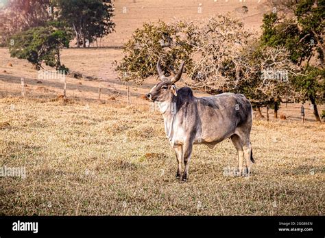 Guzerat Is A Brazilian Zebu Cattle Breed Imposing With Large Lyre