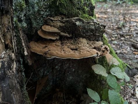 Ganoderma Applanatum The Ultimate Mushroom Guide 2 Recipes