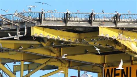 Riviera News Content Hub Ørsted Exploring Re Use Of North Sea Gas Platform As Bird Nesting Site