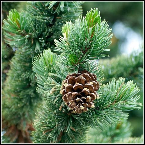 Blue Spruce Bristlecone Pine Tree Seeds Pinus Aristata Hardy