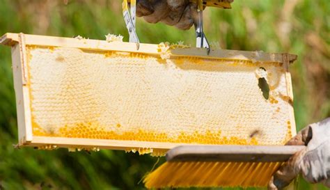 Bee Frames Foundation Or Foundationless Hobby Farms