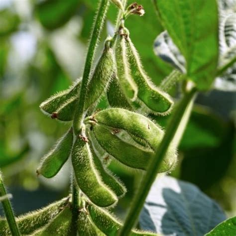 Soya Bean Seeds Hide Out Farm India