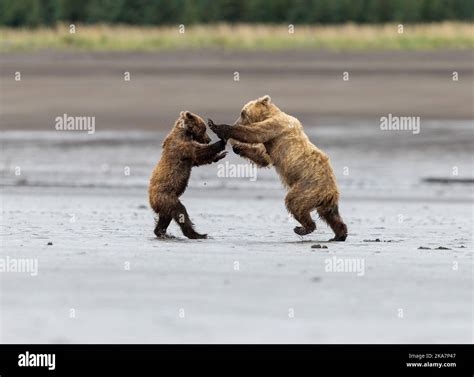 These Images Show The Two Bears A Mother And Her Cub Fighting On The Beach Of Cook Inlet In