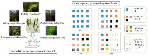 The Correlation Between Genotype Richness Of Submerged Macrophytes And