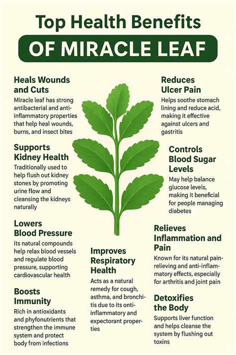 Why Miracle Leaf Is Called The Life Plant In African Herbal Care Artofit