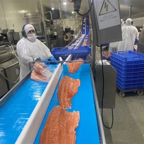 Fogarty Belting Dublin Conveyor Belting Dublin Ireland