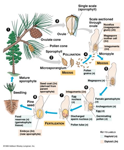 Conifer Structure Life Cycle Artofit
