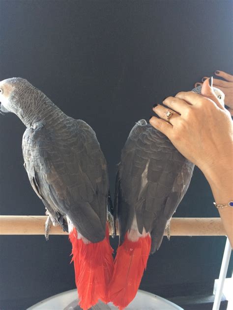 Satilik Jako Papagani Papagan Jako Jako Papağan İlanlar Satılık Papağan Kocaelİ Gölcük