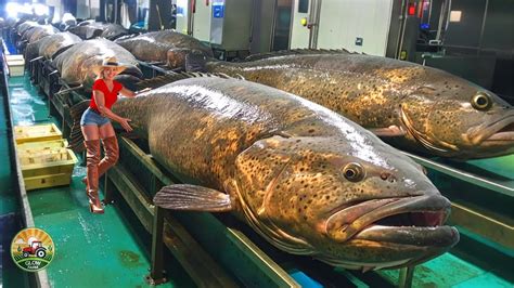 How Billions Of Groupers Are Raised And Processed Amazing Giant Grouper