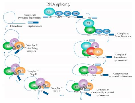 Biology Of The Mrna Splicing Machinery And Its Dysregulation In Cancer