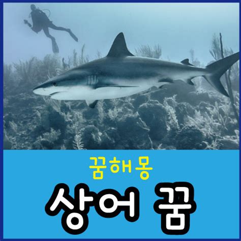 상어꿈 상어 잡는꿈 상어 물리는 꿈 상어떼 꿈 태몽 하루하루