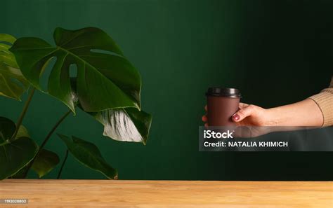 여자는 배경 식물과 녹색 벽에 커피 차 음료와 함께 그녀의 손에 종이 컵을 들고있다 제로 웨스트 컨셉 바에 대한 스톡 사진 및 기타 이미지 Istock