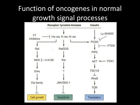 Ppt Oncogenes Tumor Suppressors And The Cell Cycle Powerpoint