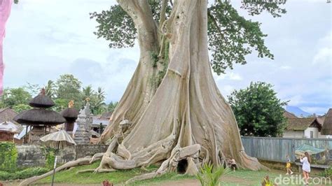 Lagi Lagi Ada Bule Telanjang Di Pohon Bayan Raksasa Keramat Bali