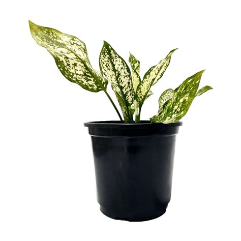 10 Types Of Lawn Grasses You Should Know About Manbhawan Nursery