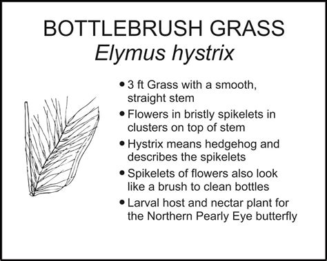 Bottlebrush Grass Smart Garden Signs