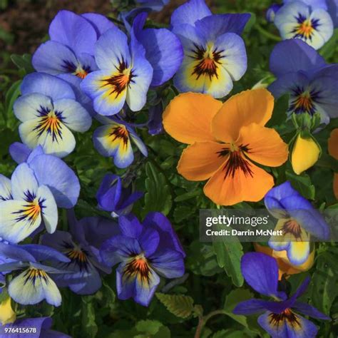 Tarrin Photos And Premium High Res Pictures Getty Images