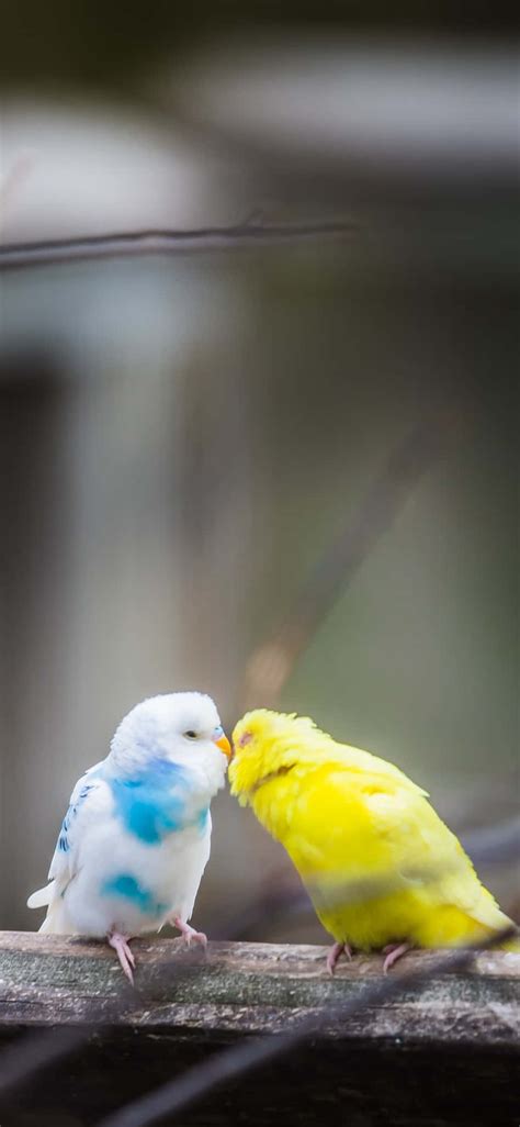 Download Two Pecking Bird Iphonebackground Image Wallpaper