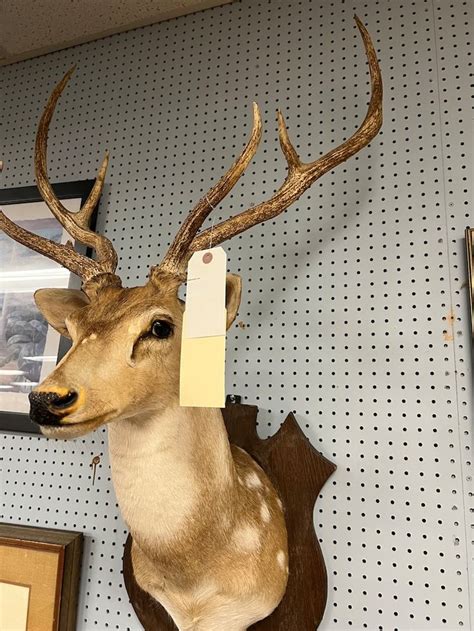 Medium Size 6 Pointers Axis Taxidermy Etsy Taxidermy Mounts Silver Medium Size 6 Pointers Axis Taxidermy Etsy Taxidermy Mounts Silver