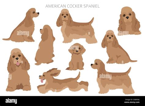American Cocker Spaniel All Colours Clipart Different Coat Colors Set