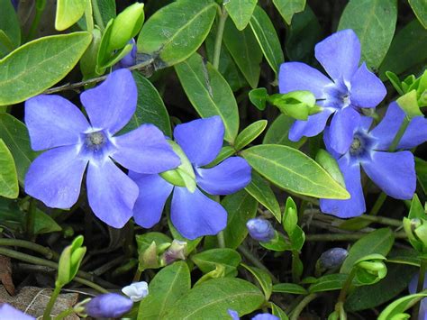 Vinca Vine Ground Cover