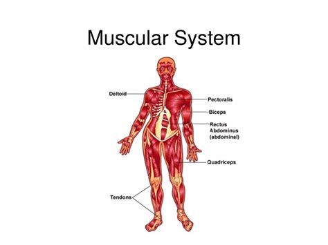 Diagram Testing For Muscular System Muscular System Topic Te