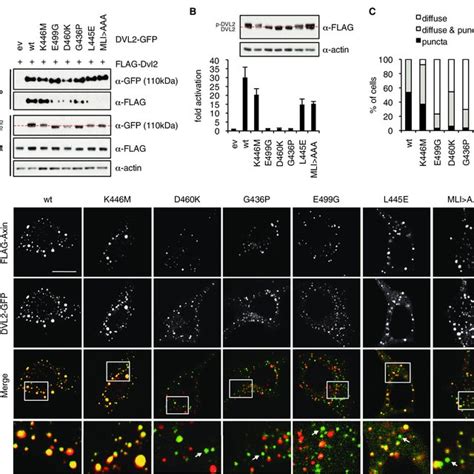 Dep Dimerization Mutants Fail To Assemble Functional Signalosomes A
