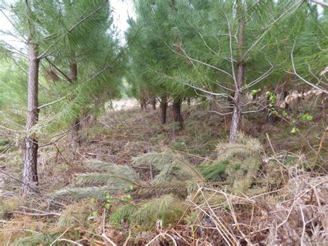 Maritime Pine Map Forest Research