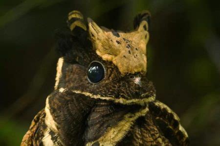 The Great Eared Nightjar Is A Unique Looking Bird