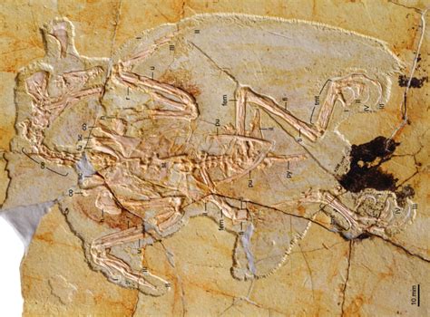 Tiny But Deadly Compsognathus Vs Microraptor Dino World