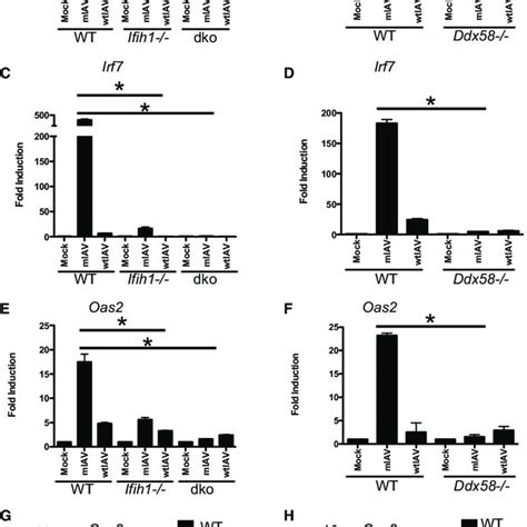 Mda5 Is A Non Redundant Pattern Recognition Receptor For Iav A Qpcr Download Scientific